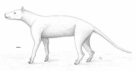 Catalogue of Organisms: The Camel that Walked on Two Legs