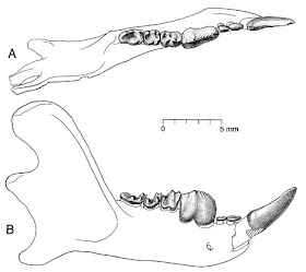 Catalogue of Organisms: Beginning to Grasp Things (Taxon of the Week ...
