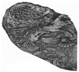 Catalogue of Organisms: Name the Bug: Polyplacus kilmeri