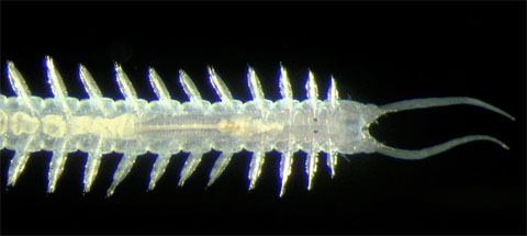 Pisionidae – Variety of Life