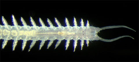 Catalogue of Organisms: Of Interstitial Annelids (Taxon of the Week ...