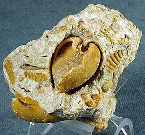 Catalogue of Organisms: The Calcareous Heart