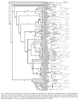 Catalogue of Organisms: The Bush at the Top of the Tree