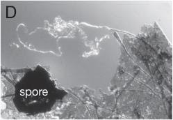 Catalogue of Organisms: Attercop