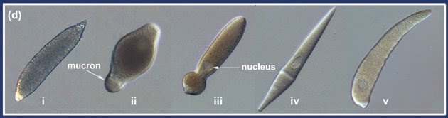 Catalogue of Organisms: Of Gregarines