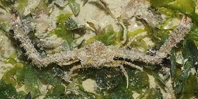 Catalogue of Organisms: Crabs That Cannot Scratch Their Heads (Taxon of ...