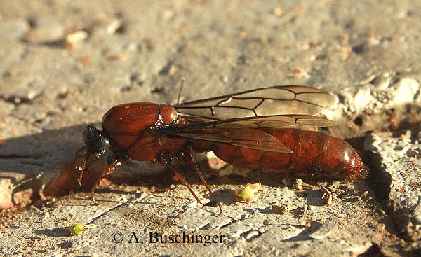 Catalogue of Organisms: Ants on the Move (Taxon of the Week: Dorylidae)