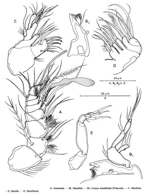 Catalogue of Organisms: 2010