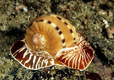 Variety of Life: Naticidae