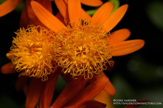 Digital Flower Pictures.com: Orange Glow Vine