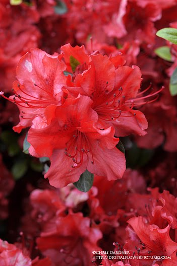 Digital Flower Pictures.com: Hot Shot Azalea