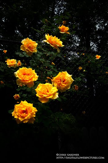 Digital Flower Pictures.com: Climbing Rose ‘Royal Gold’