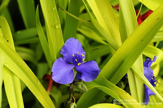 Digital Flower Pictures.com: Sweet Kate Golden Spiderwort