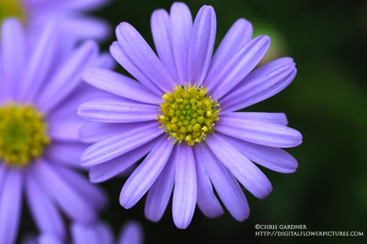 Digital Flower Pictures.com: Swan River Daisy