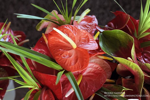 Digital Flower Pictures.com: Hawaiian Tulip