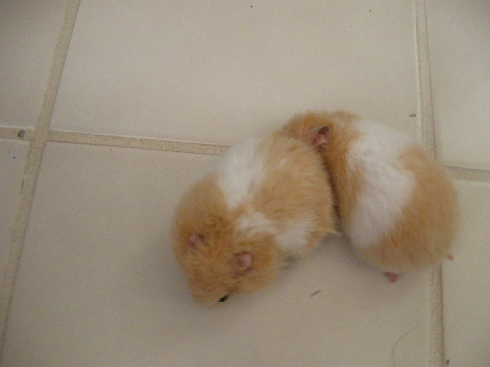 Everything You Need To Know About Hamsters!: The Pups!