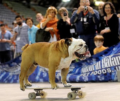 Linde 5 - otro enfoque: Bulldog que apareció en televisiones del mundo ...