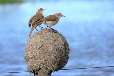 Linde 5 - otro enfoque: El hornero, un pájaro que junto a su pareja ...
