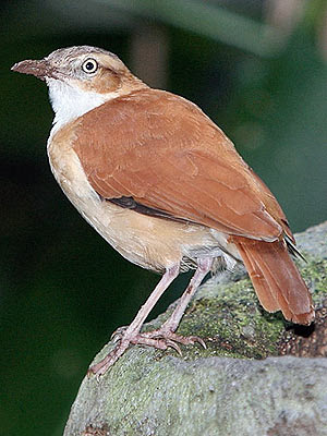 Linde 5 - otro enfoque: El hornero, un pájaro que junto a su pareja ...