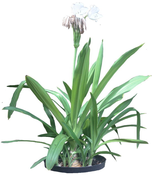 Tropical Plant Pictures: Crinum
