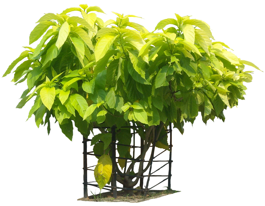 Tropical Plant Pictures: Pisonia Alba