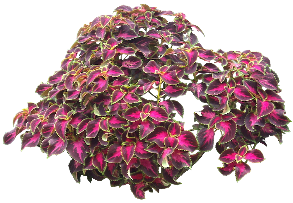 Tropical Plant Pictures: Solenostemon scutellarioides (Coleus)