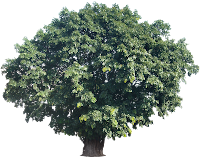 Tropical Plant Pictures: May 2010