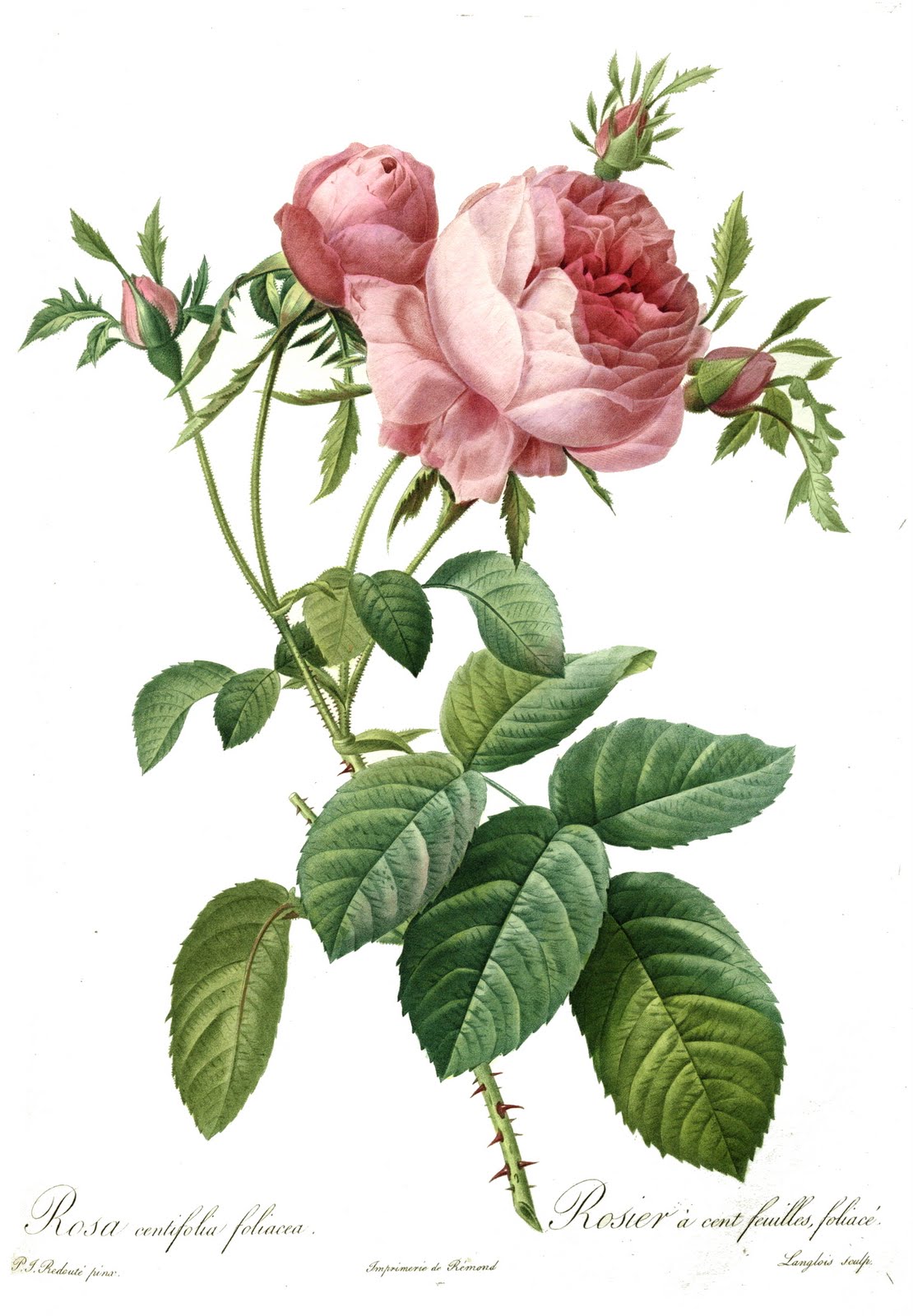 Vintage Ephemera: Roses by Redouté, 1824