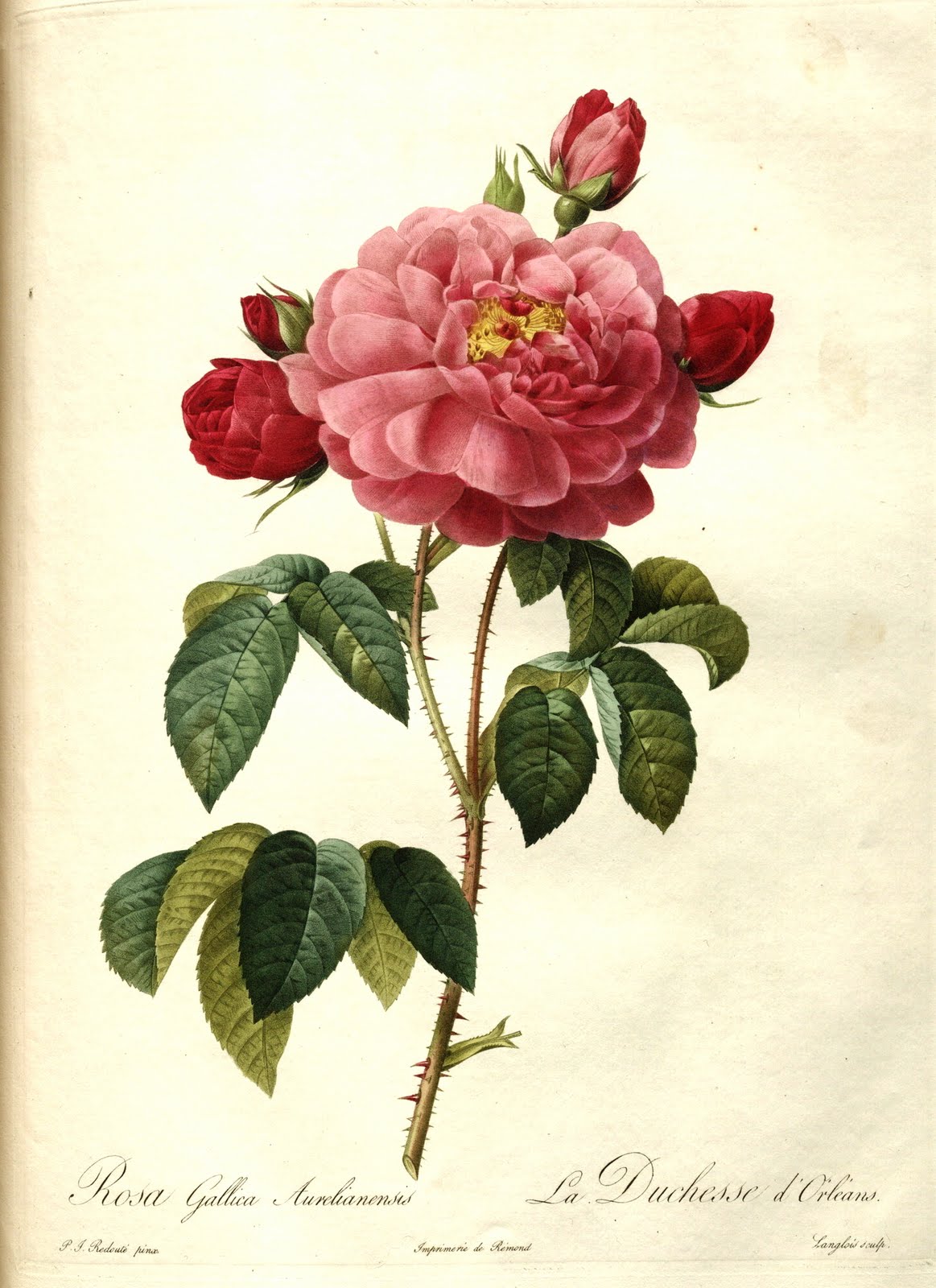 Vintage Ephemera: Roses by Redouté, 1824