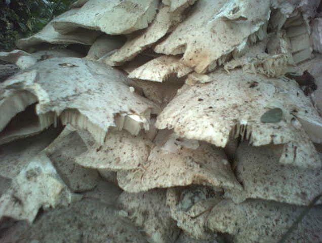 Jamur aneh ukuran raksasa di tengah Ladang