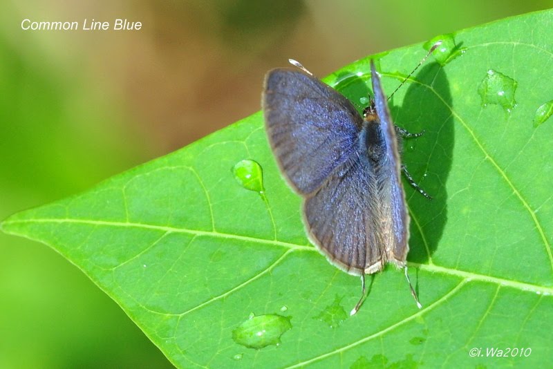 Butterfly Nosecount: #3 Common Line Blue
