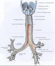 anatomia: TRAQUEA