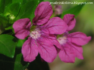 Prakritik Chitra - Flowers: Prakritik Chitra - Flowers