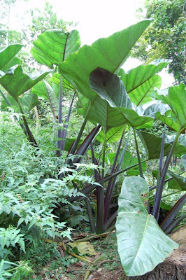 sítios e estados: As folhas da Matabala...