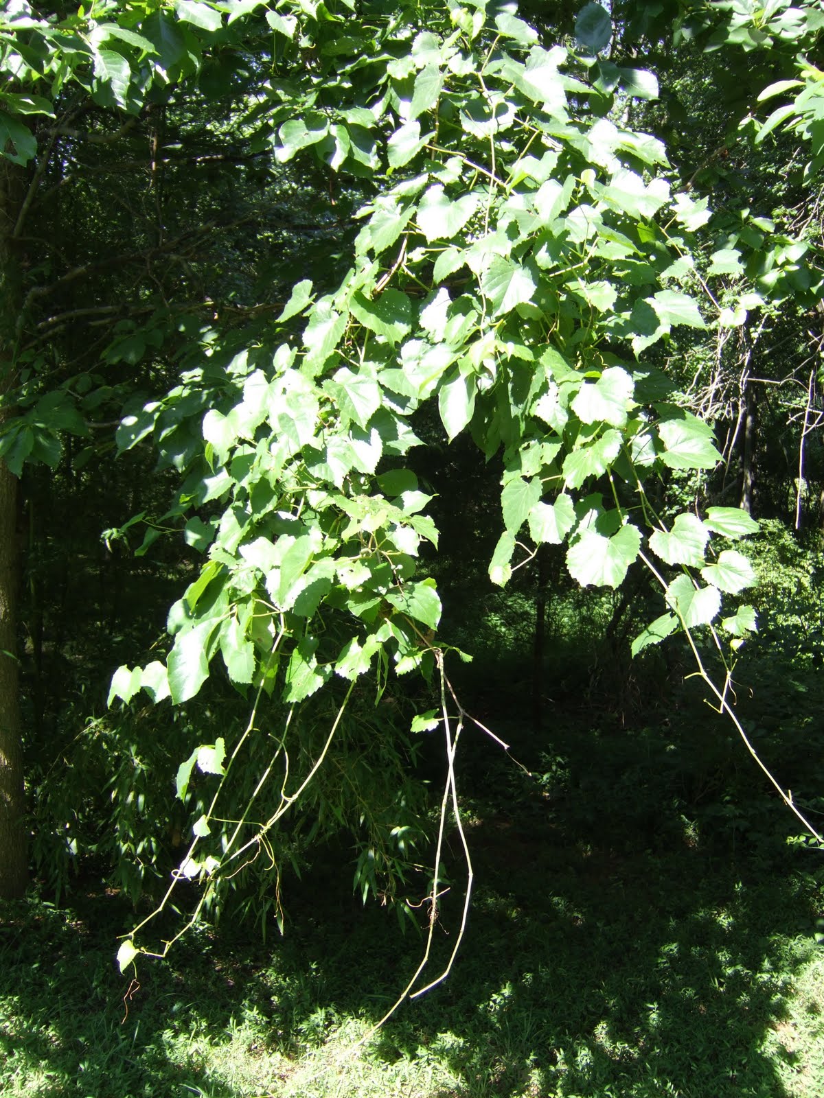 Journey to Middle Earth: Delicious Fox Grape Forage