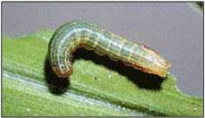 BAKTI DISEMAI DAN JANJI DITUNAI: BIOSIS PEROSAK