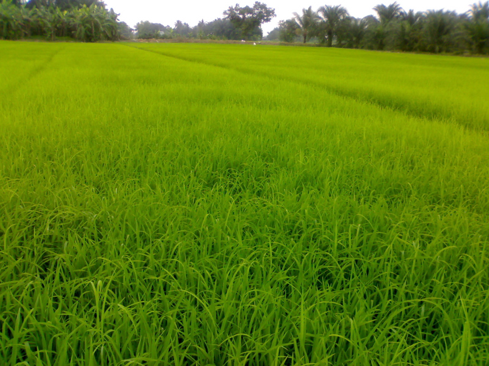 BAKTI DISEMAI DAN JANJI DITUNAI: PADI ANGIN dan masalah air