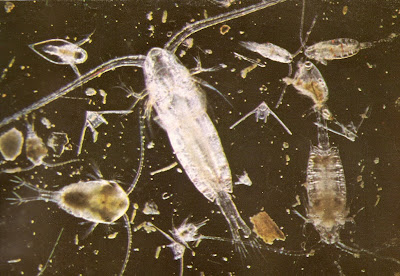 Mares fauna peces abundancia de vida: CLASIFICACIÓN DEL PLANCTON