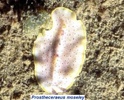 Mares fauna peces abundancia de vida: ALGAS SIMBIOTICAS