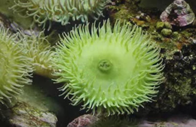 Mares fauna peces abundancia de vida: ALGAS SIMBIOTICAS