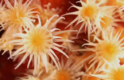 Mares fauna peces abundancia de vida: ALGAS SIMBIOTICAS