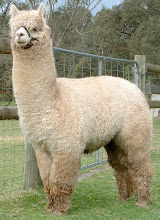 Mariah Hill Alpacas Livestock Exports: Alpacas...Colic