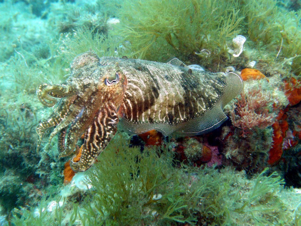 Iluminación Profunda: Sepia o gibia