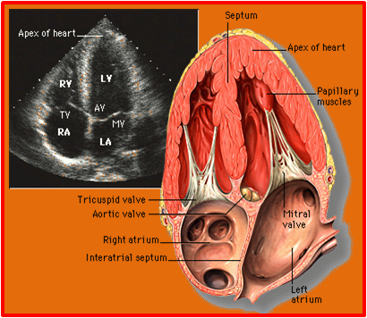 F I S I O T E R A P I: D. JANTUNG