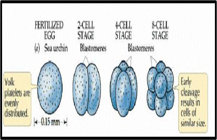 F I S I O T E R A P I: G. FERTILISASI & EMBRIOGENESIS