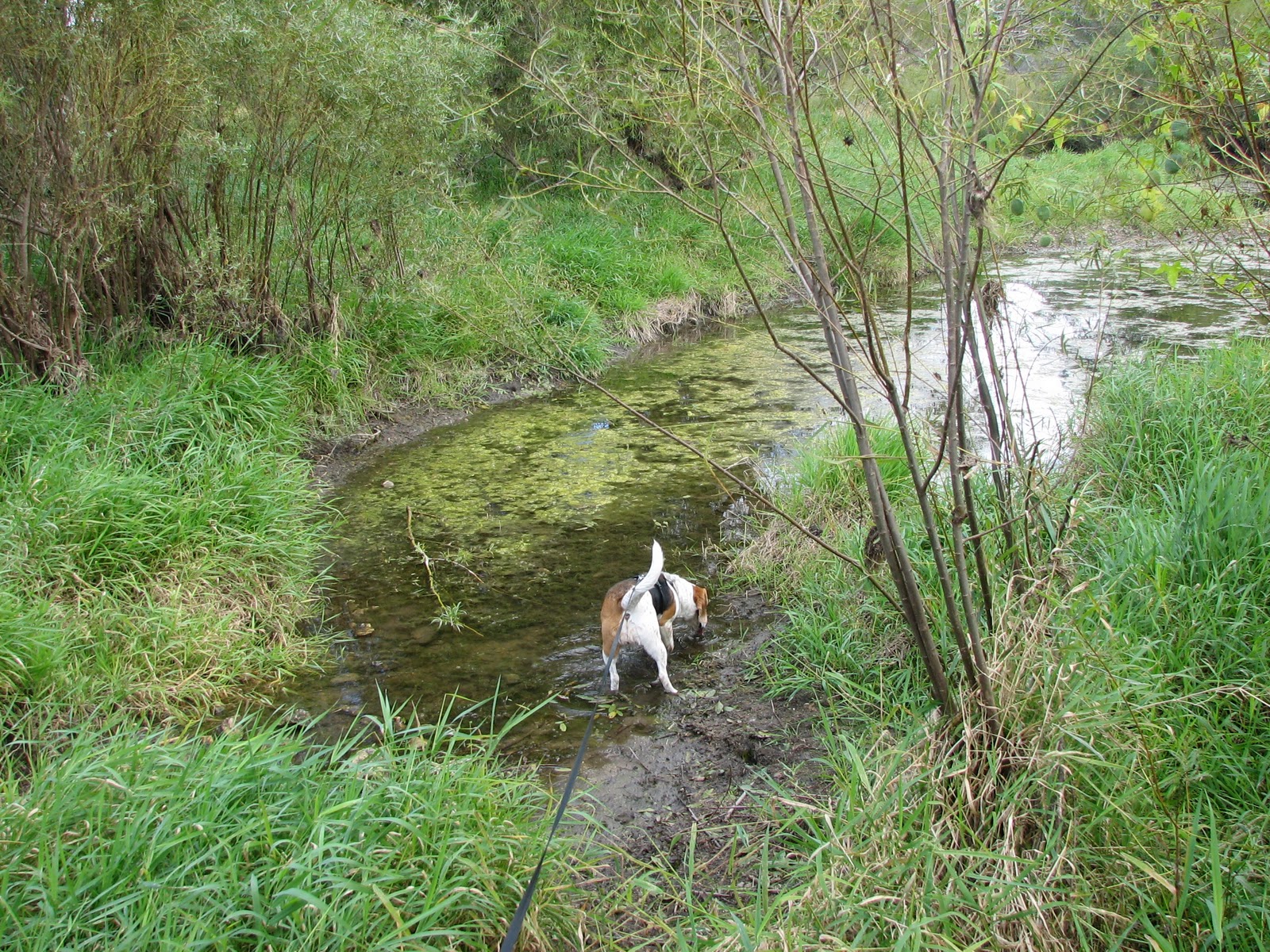 Musings from Illinois: Oak Ridge Forest Preserve 10-3-10