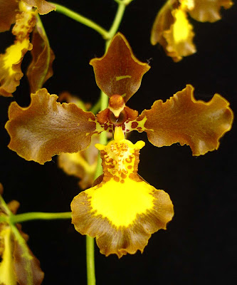 ORQUÍDEAS: Oncidium