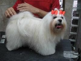 Peluqueria Canina y Cuidados de la Mascota: Recogido, Coletas, Peinados ...