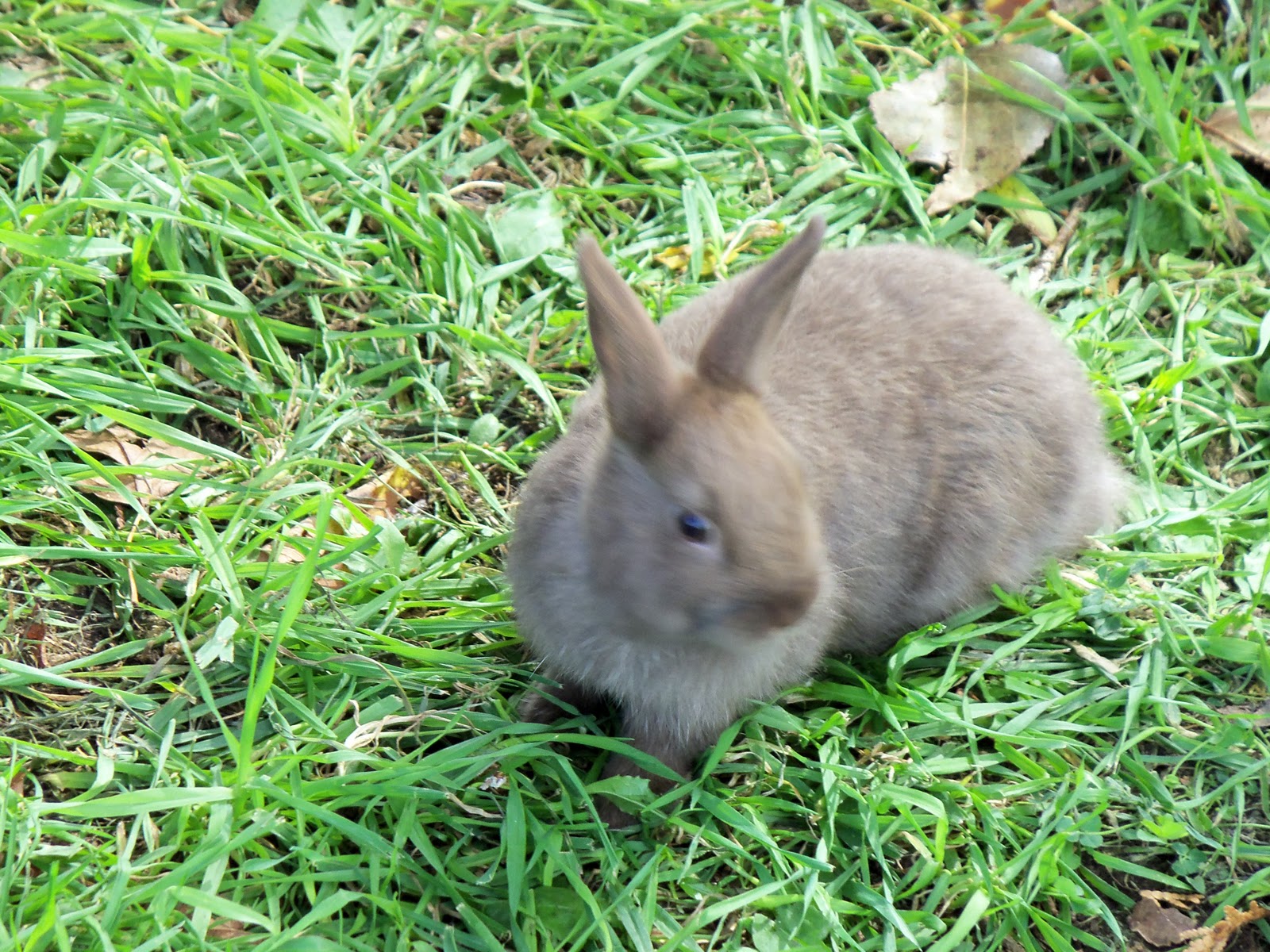 Angelstone Rabbits