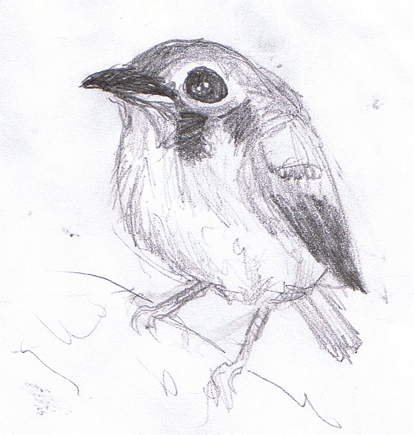 Austin B's Art: bird sketches